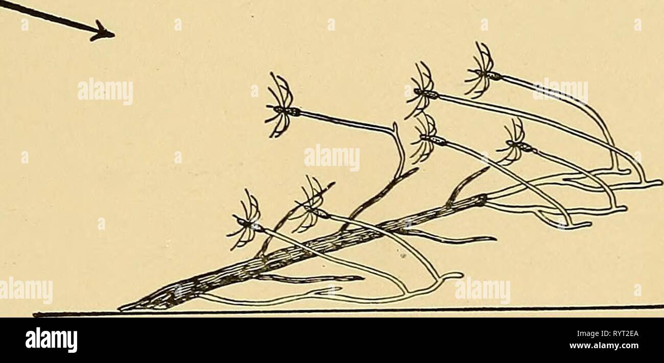 Heliotropic plants hi-res stock photography and images - Alamy