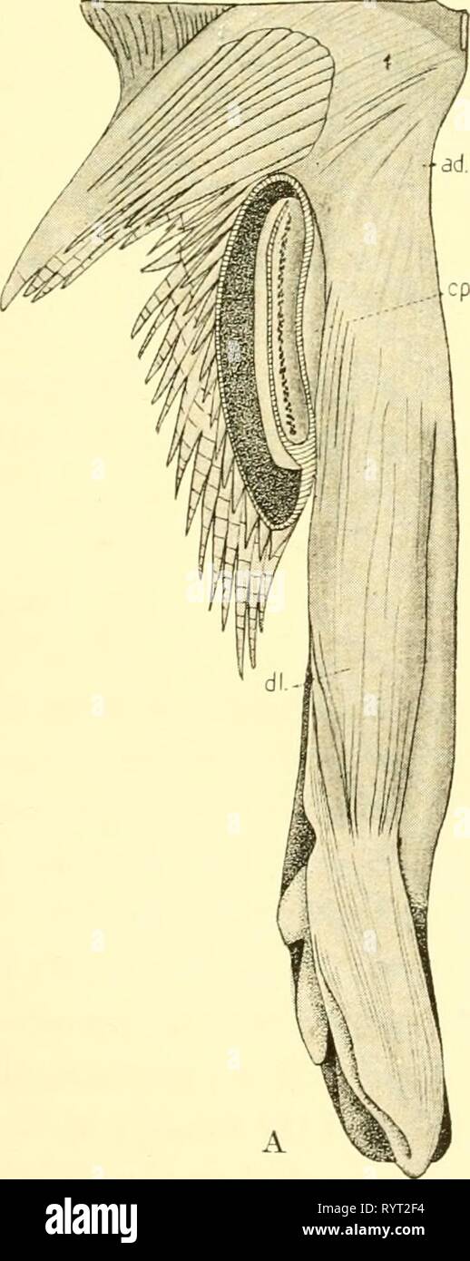 The elasmobranch fishes (1934) The elasmobranch fishes ...
