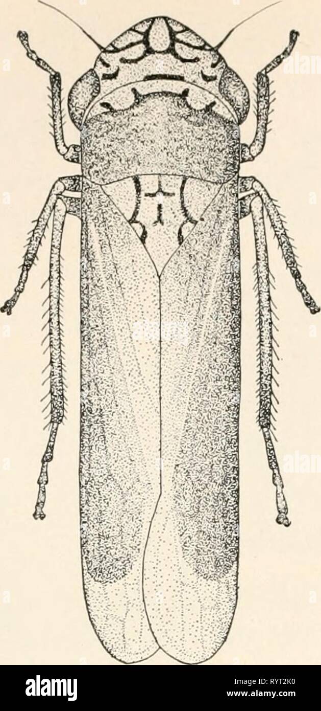 Elementary entomology ([c1912]) Elementary entomology ...