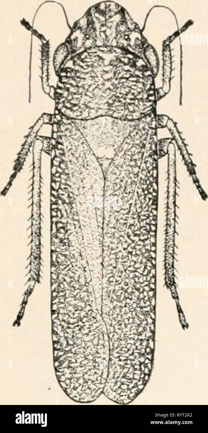 Elementary entomology ([c1912]) Elementary entomology ...