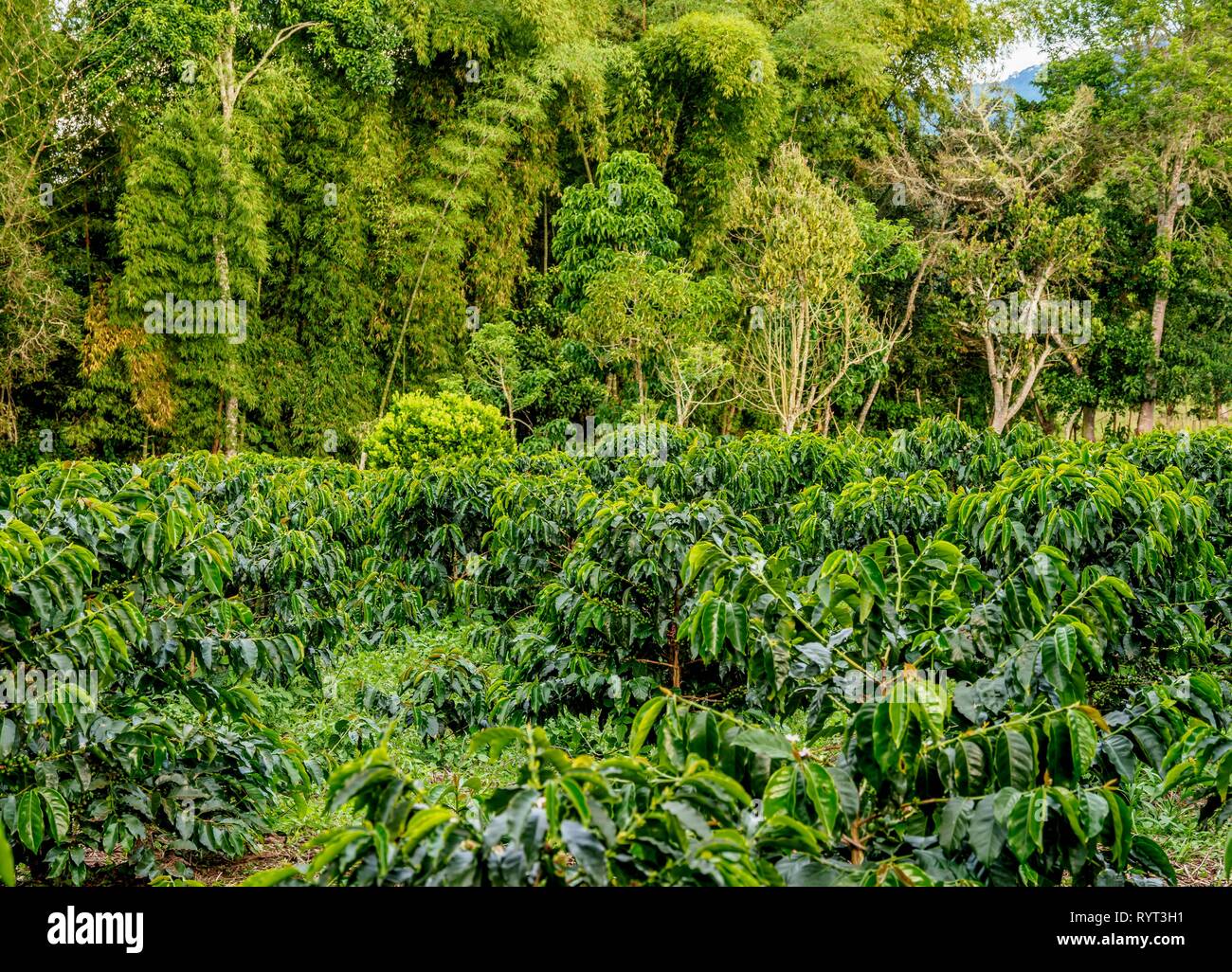 Department huila hi-res stock photography and images - Alamy
