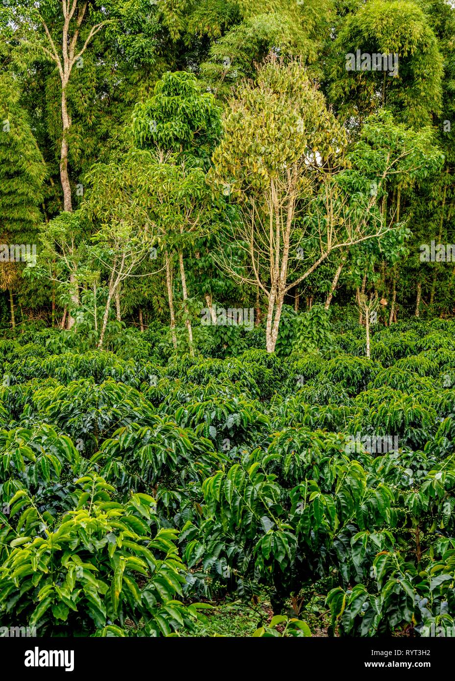 Field of coffee hi-res stock photography and images - Alamy