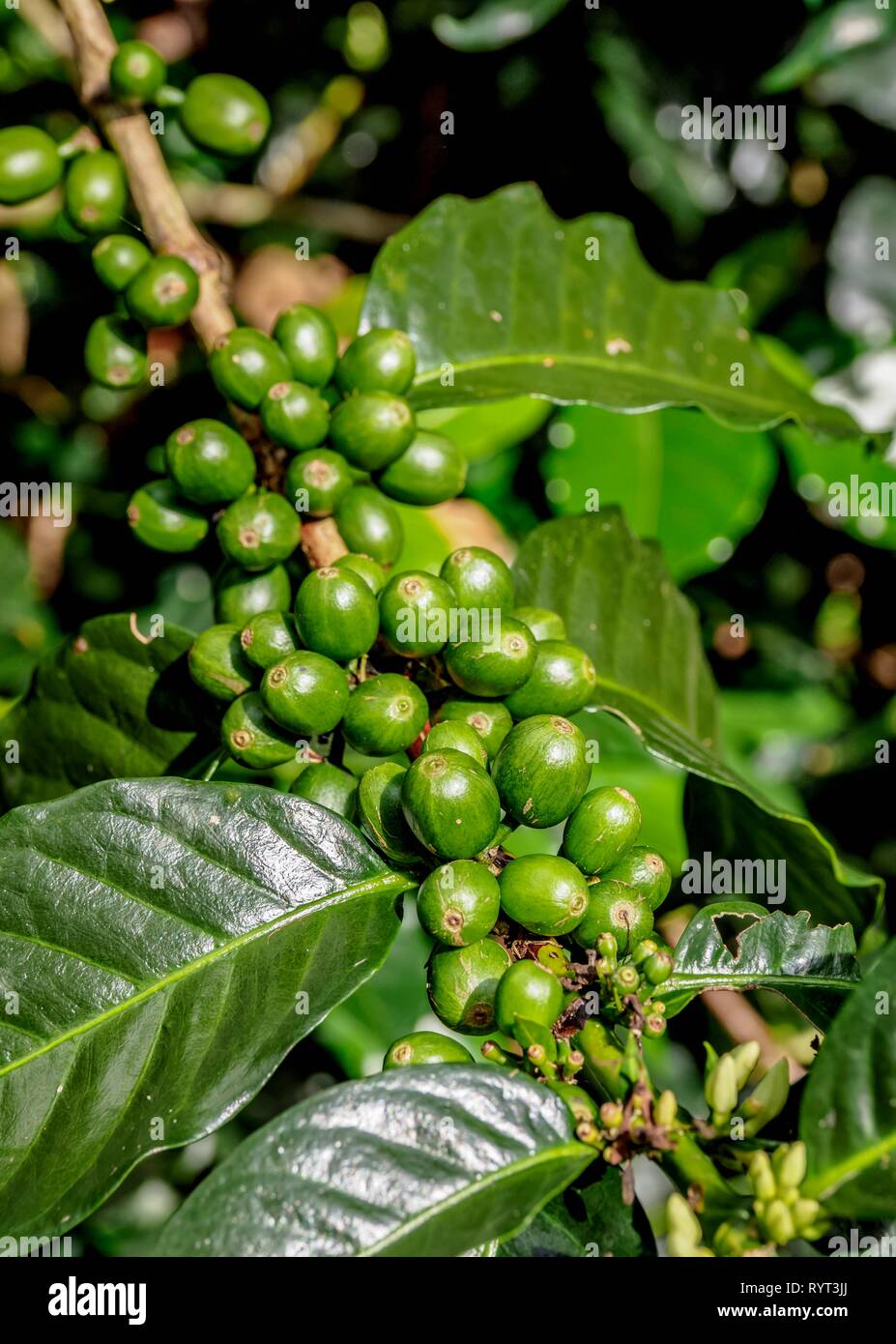 American coffee tree hi-res stock photography and images - Alamy