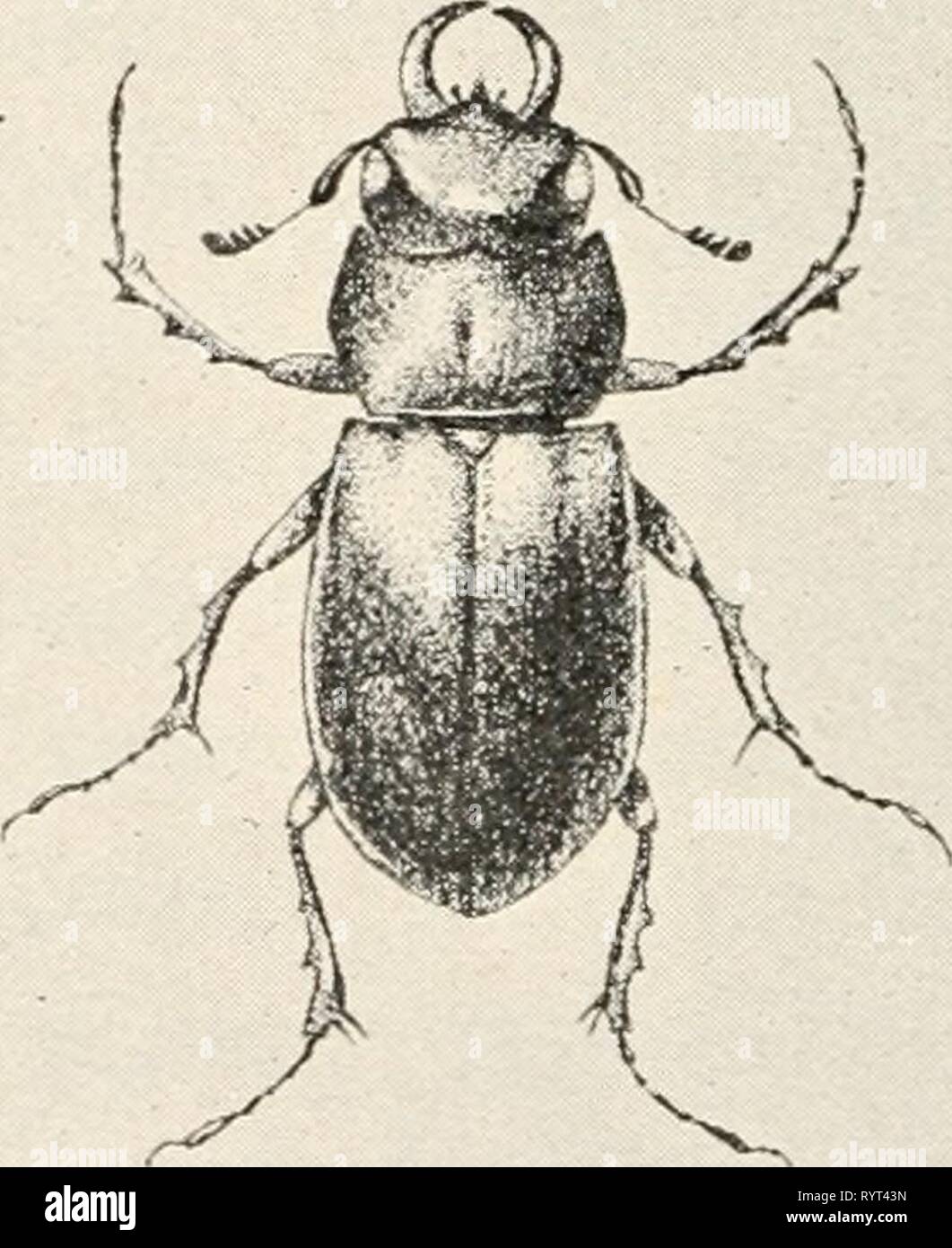 Elementary entomology ([c1912]) Elementary entomology ...