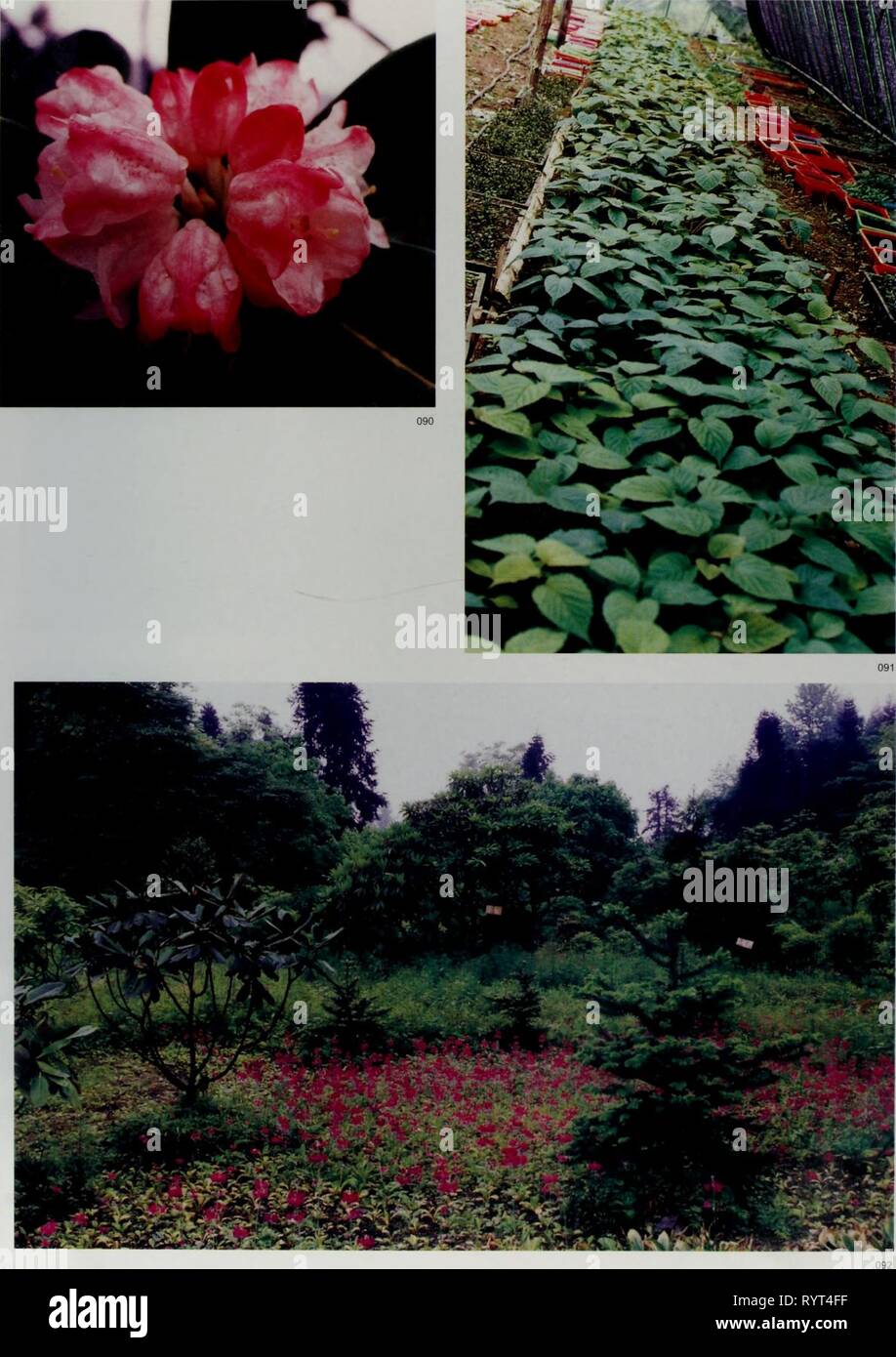 du jiang yan sheng wu 21087125616 o.jpg Stock Photo - Alamy