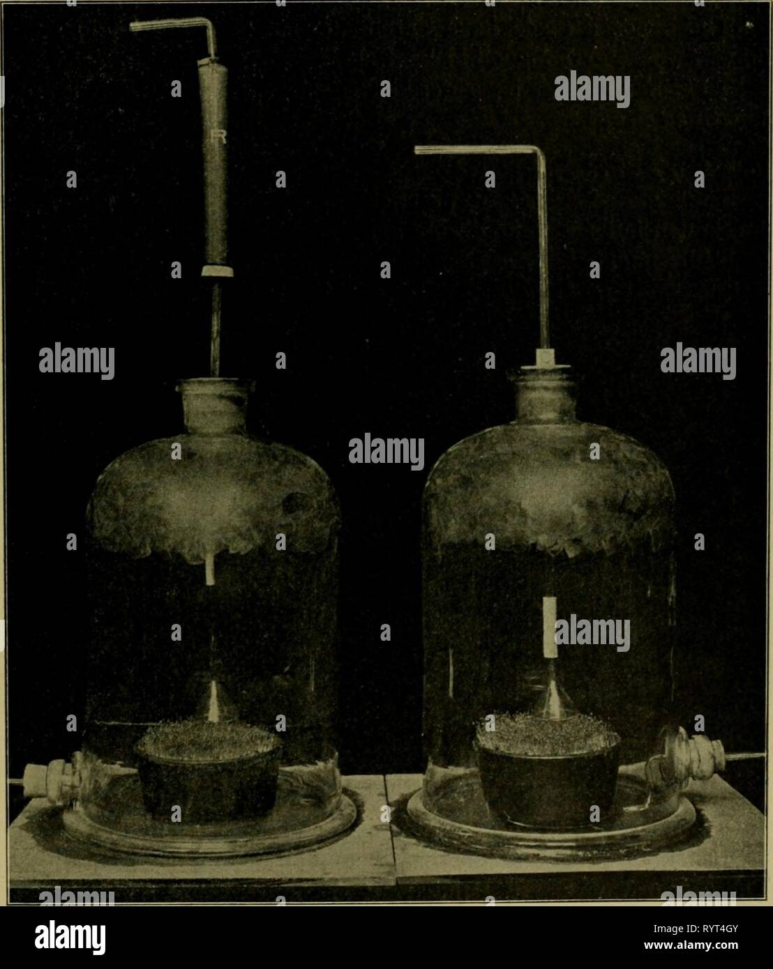 Radium seeds hi-res stock photography and images - Alamy