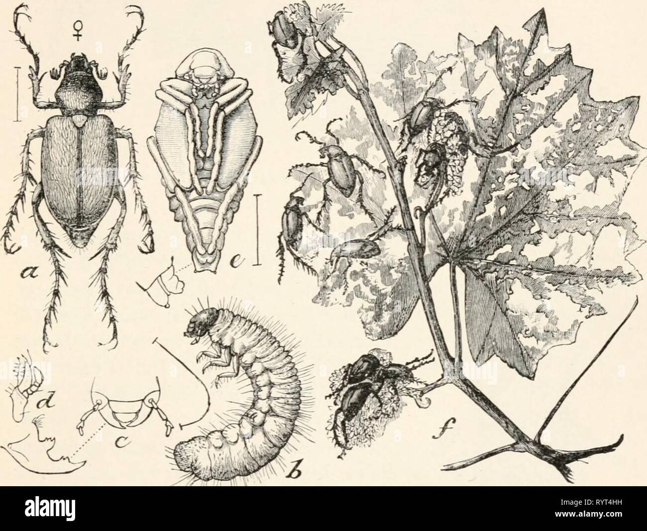 Skin eating beetles hi-res stock photography and images - Alamy