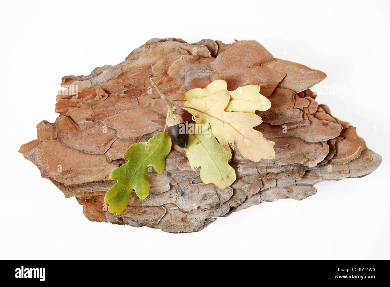 Lush oak tree leaves Cut Out Stock Images & Pictures - Alamy