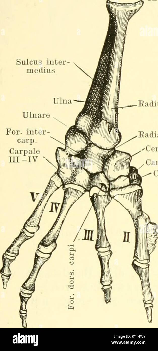 Ulna anatomie hi-res stock photography and images - Alamy