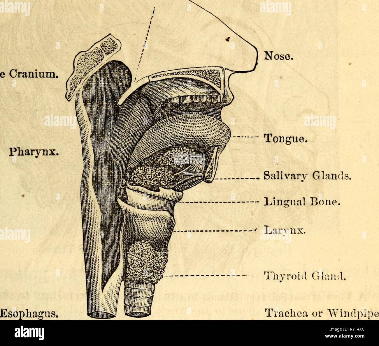 Elementary anatomy and physiology Elementary anatomy and physiology ...