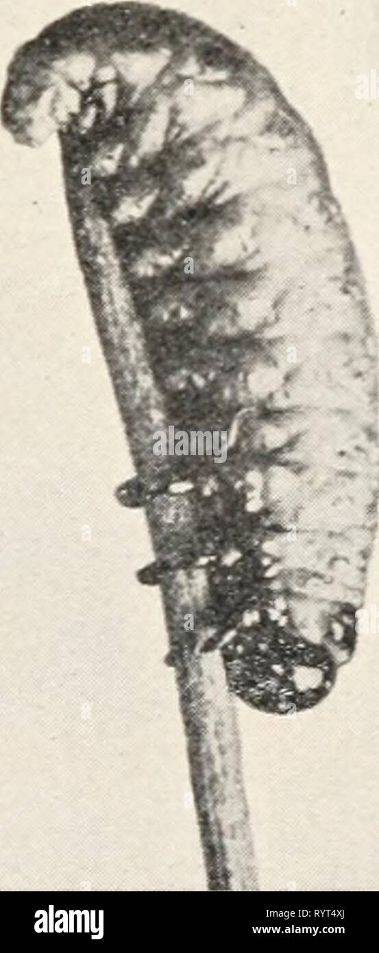 Elementary entomology ([c1912]) Elementary entomology ...