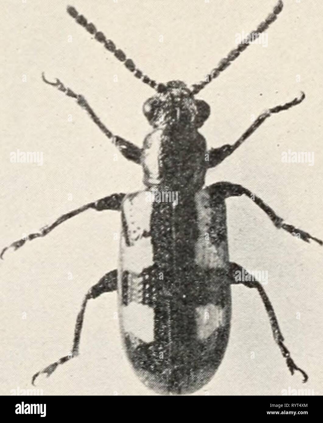 Elementary entomology ([c1912]) Elementary entomology ...