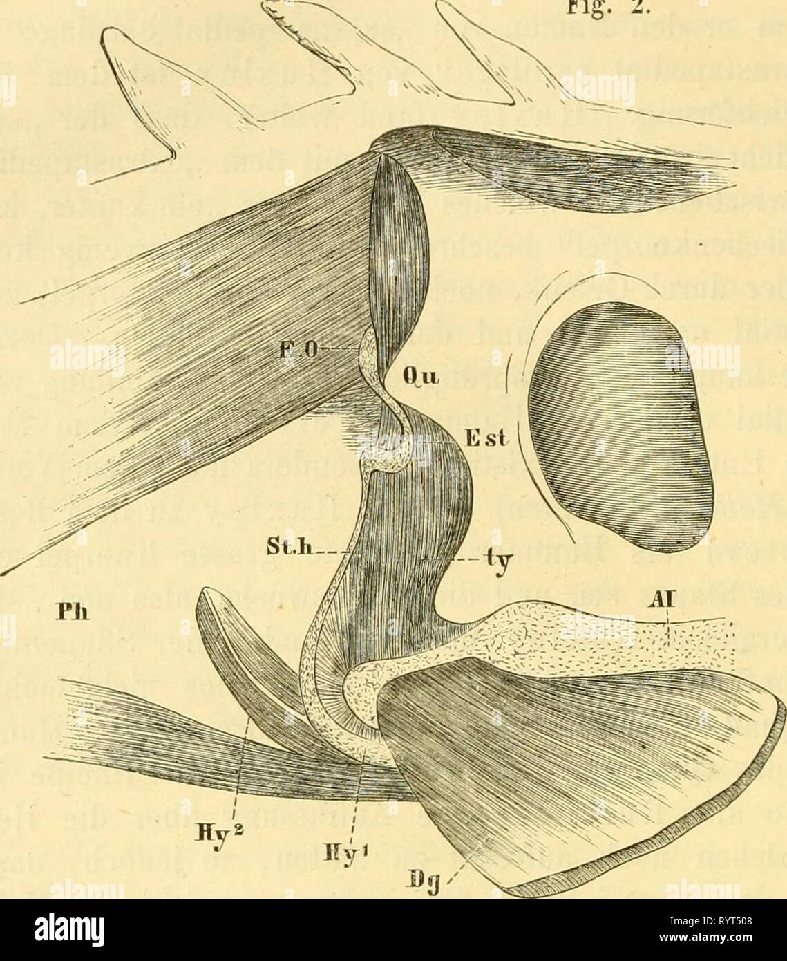 Musculus digastricus hi-res stock photography and images - Alamy