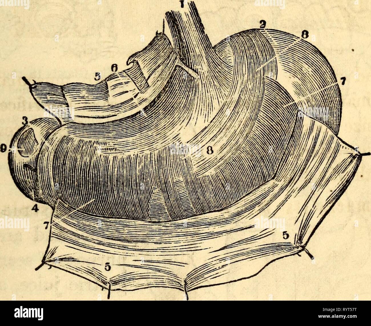 Left gastric hi-res stock photography and images - Alamy