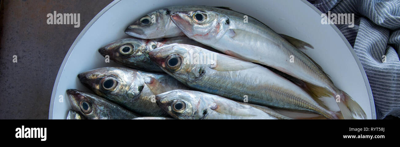 The Mediterranean horse mackerels in the pan (Black Sea horse mackerel ...