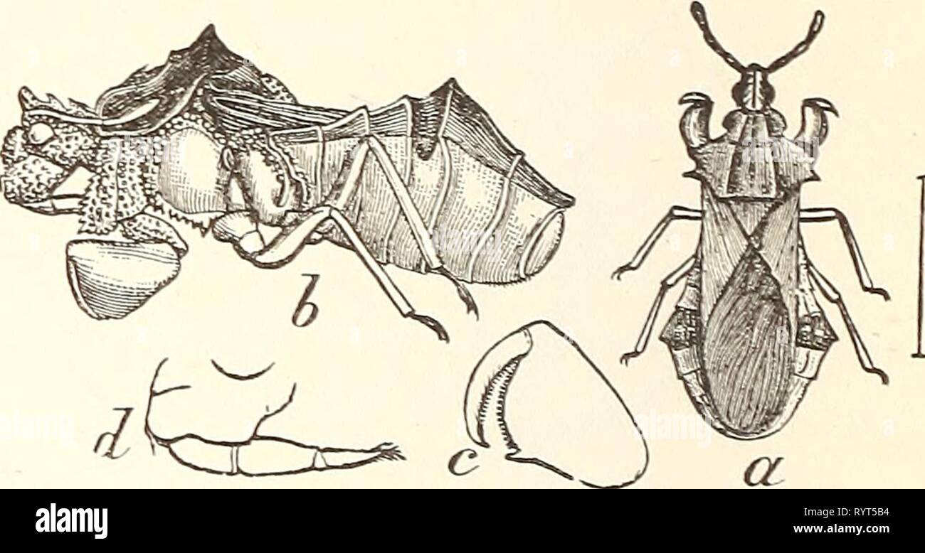 Economic entomology for the farmer Economic entomology for the farmer ...