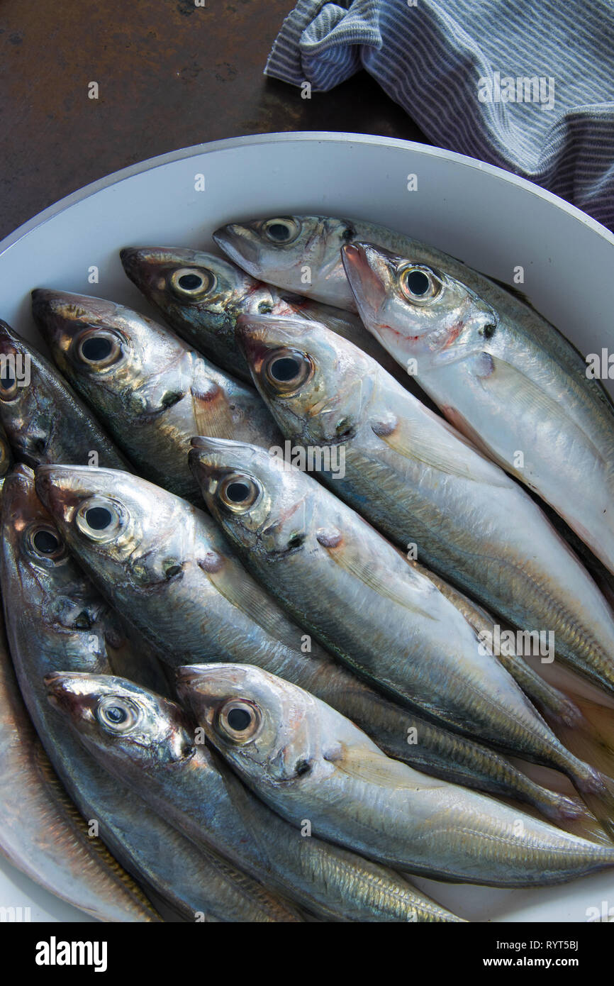 The Mediterranean horse mackerels in the pan (Black Sea horse mackerel ...