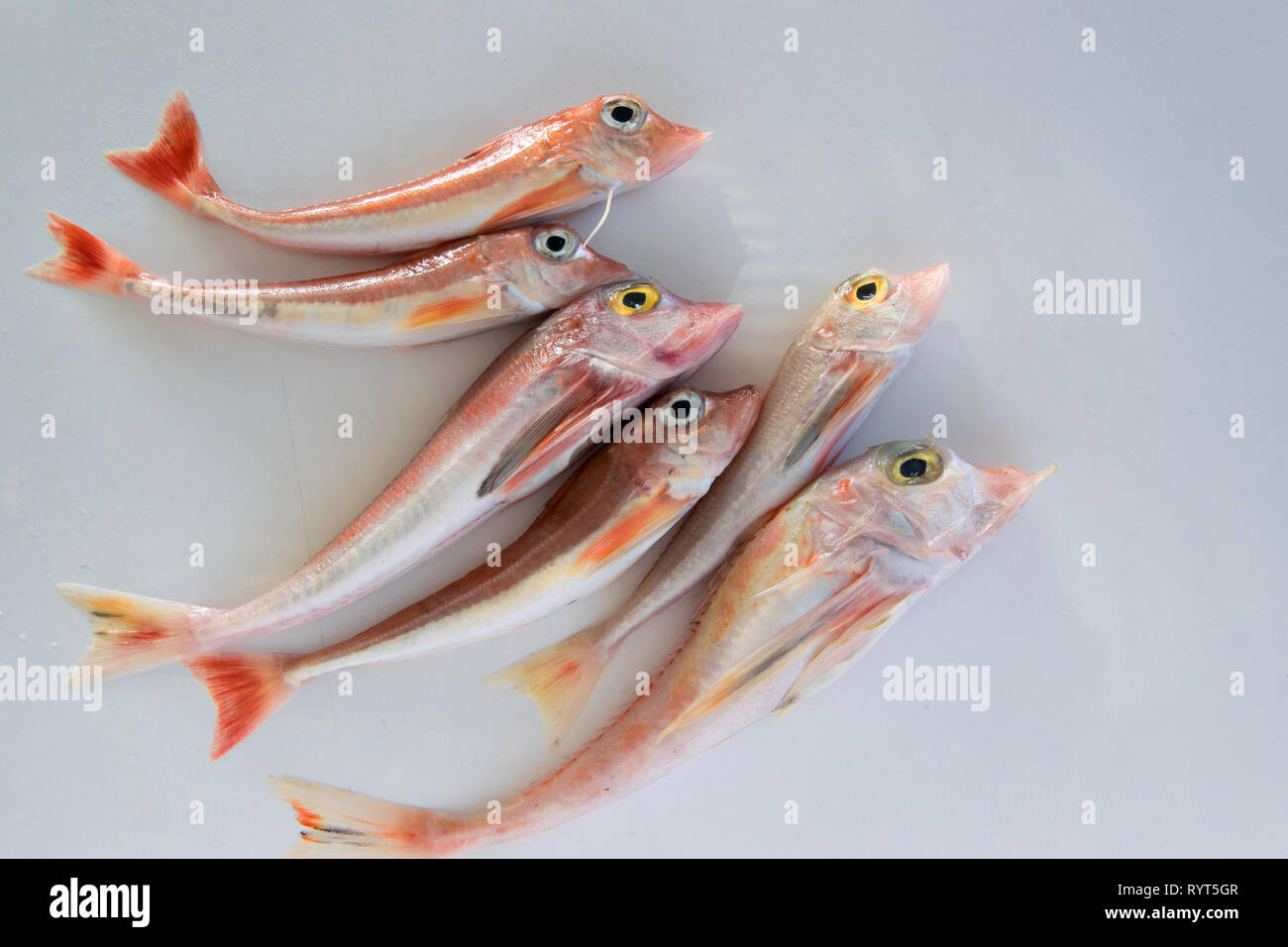 Brightly colored sea fish - Red Gurnard, on white background Scientific ...