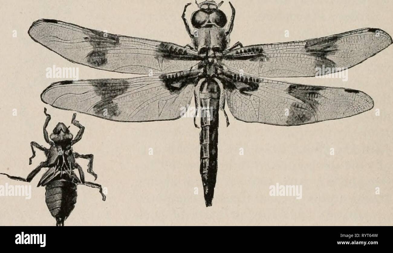 Insects that live in ponds hi-res stock photography and images - Alamy