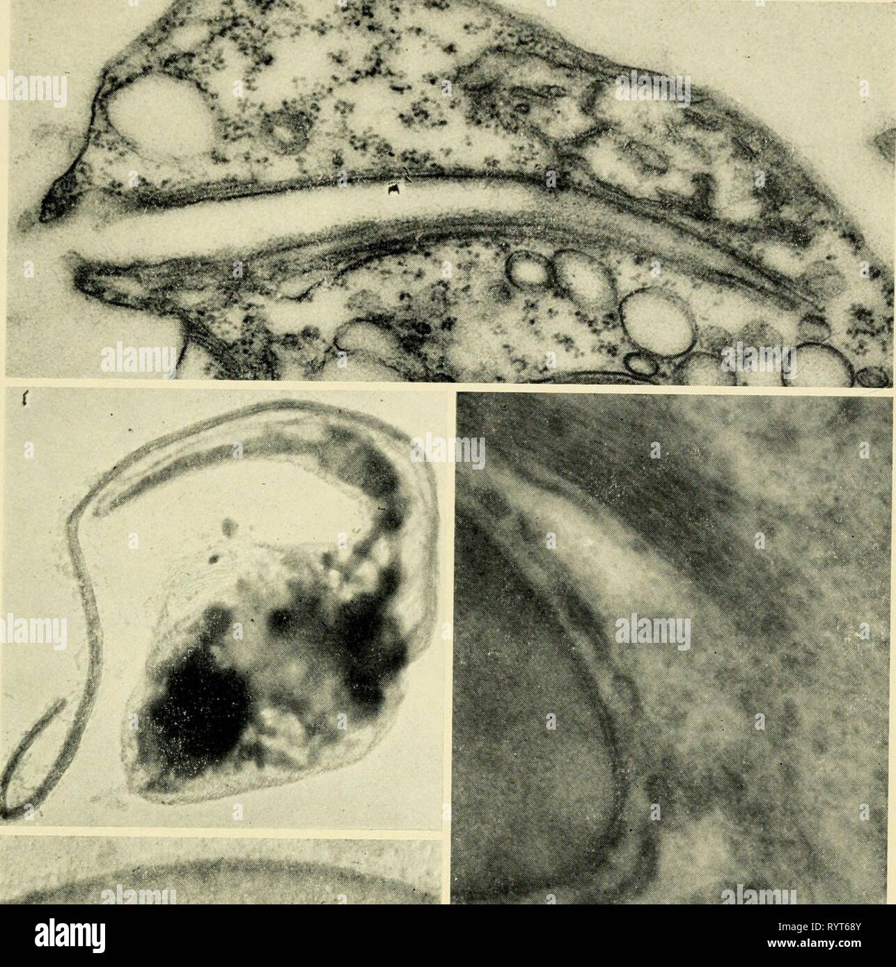 Electron-microscopic structure of protozoa (1963) Electron-microscopic ...