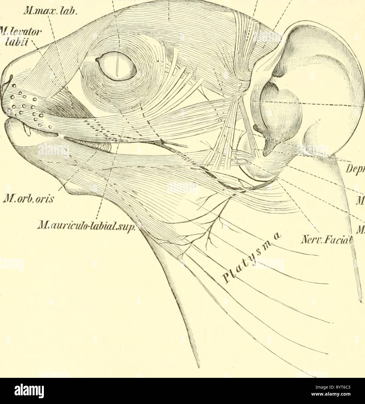 Hals anatomie muskeln hi-res stock photography and images - Alamy