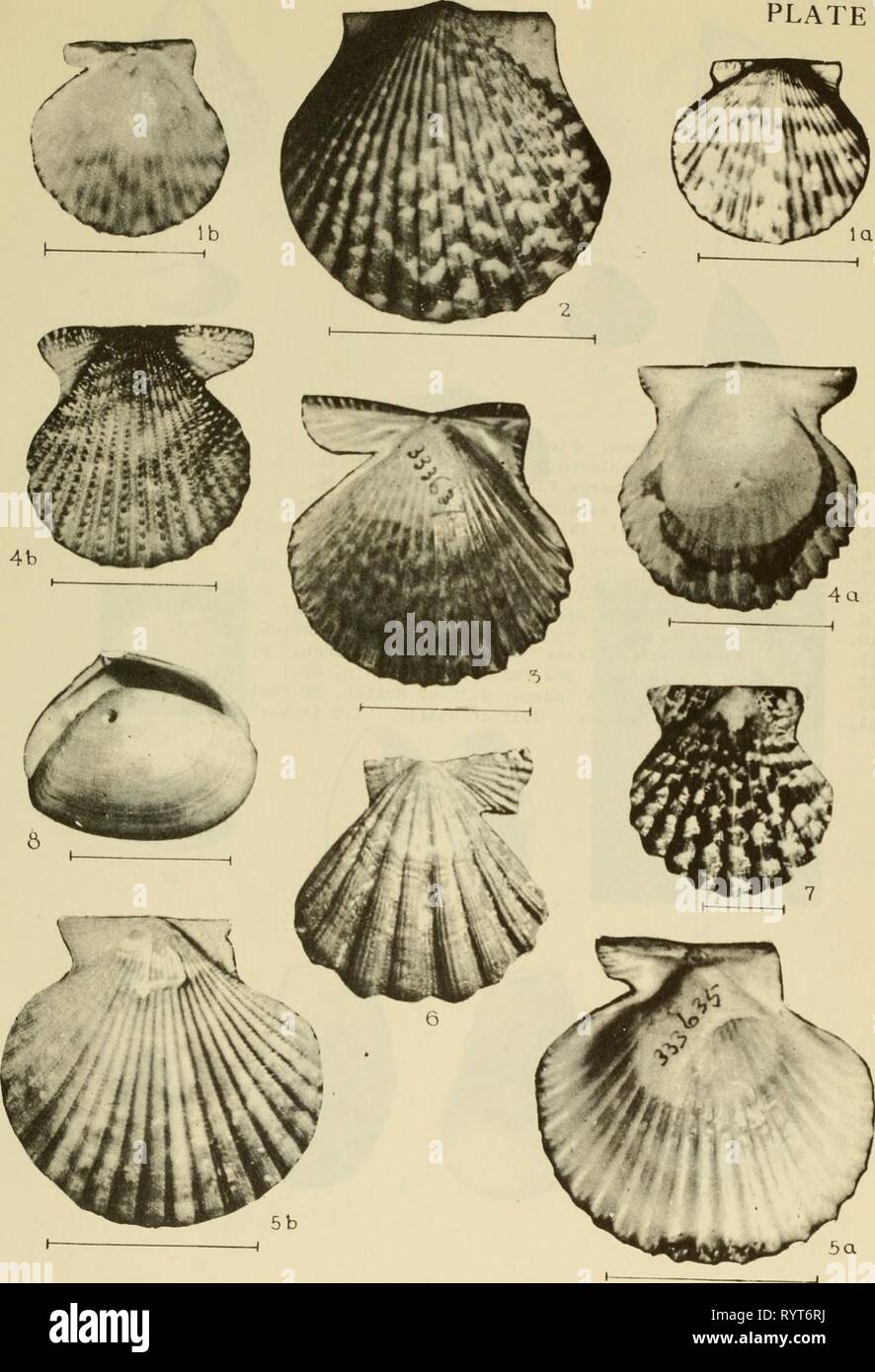 East coast marine shells East coast marine shells : descriptions of ...