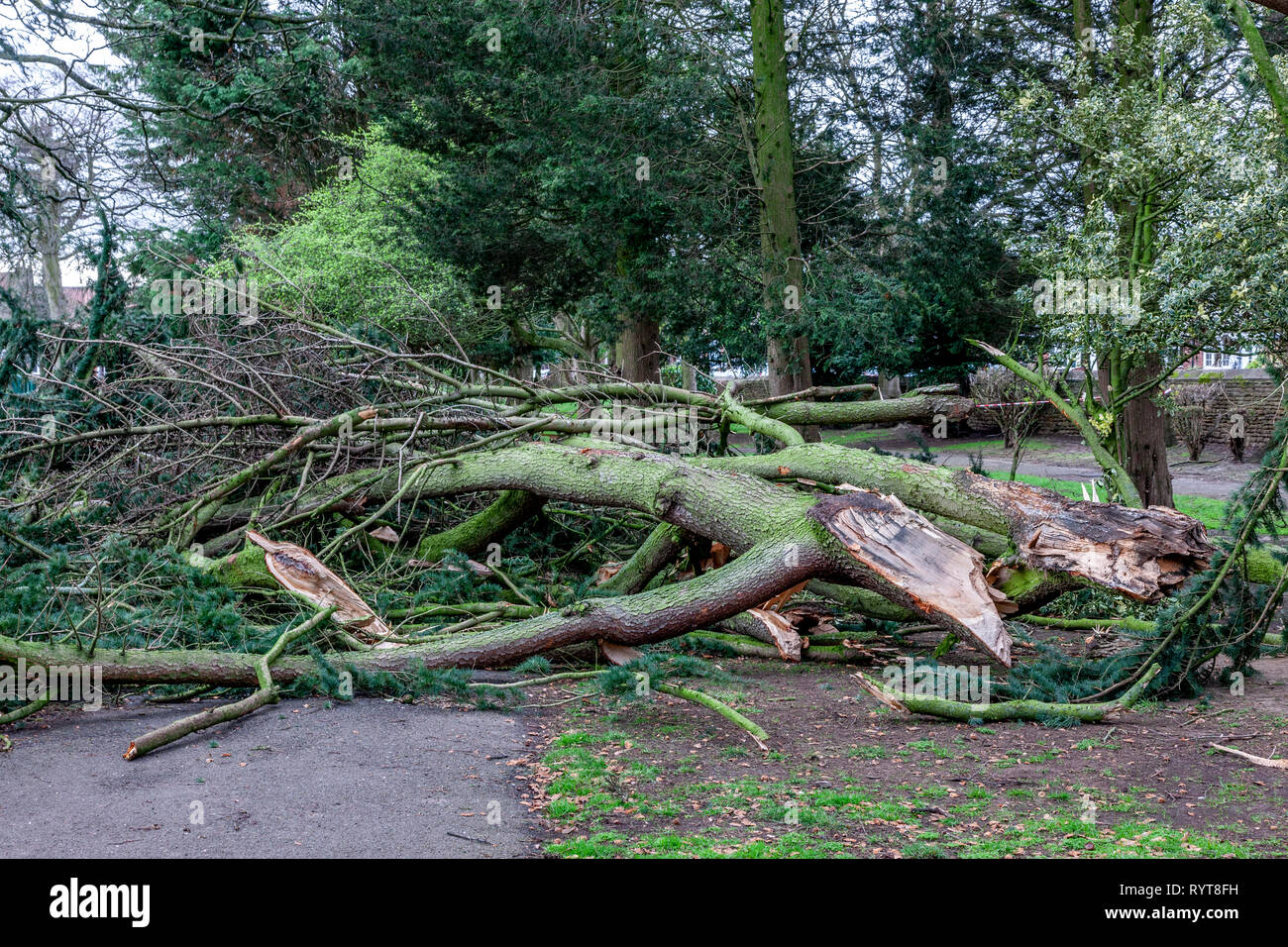 Wind damaged trees march 2019 hi-res stock photography and images - Alamy