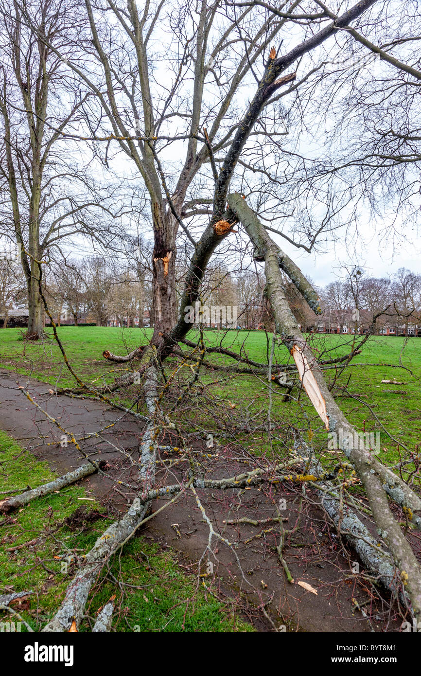 Snapped branches hi-res stock photography and images - Alamy