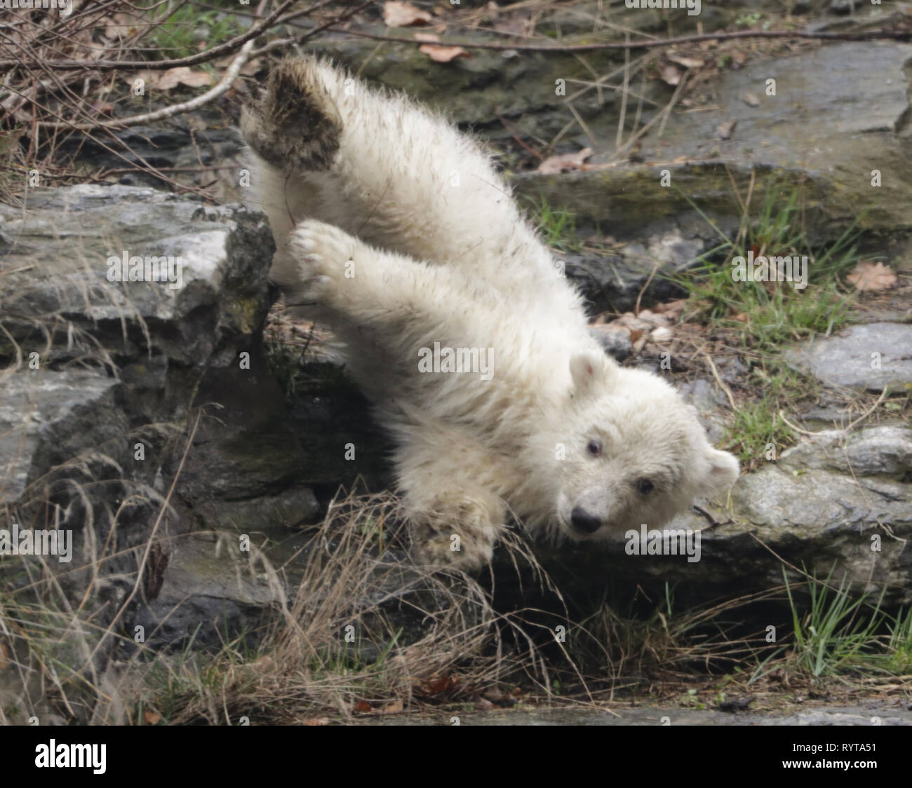 Half Dog Half Polar Bear