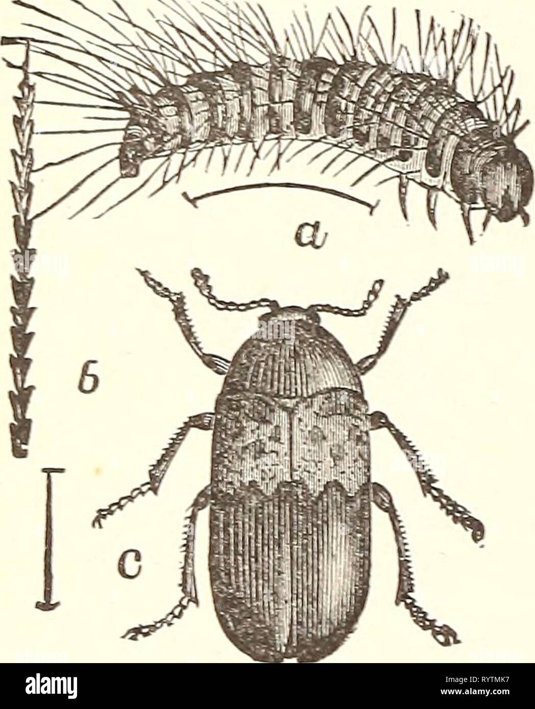 Dermestid Beetles