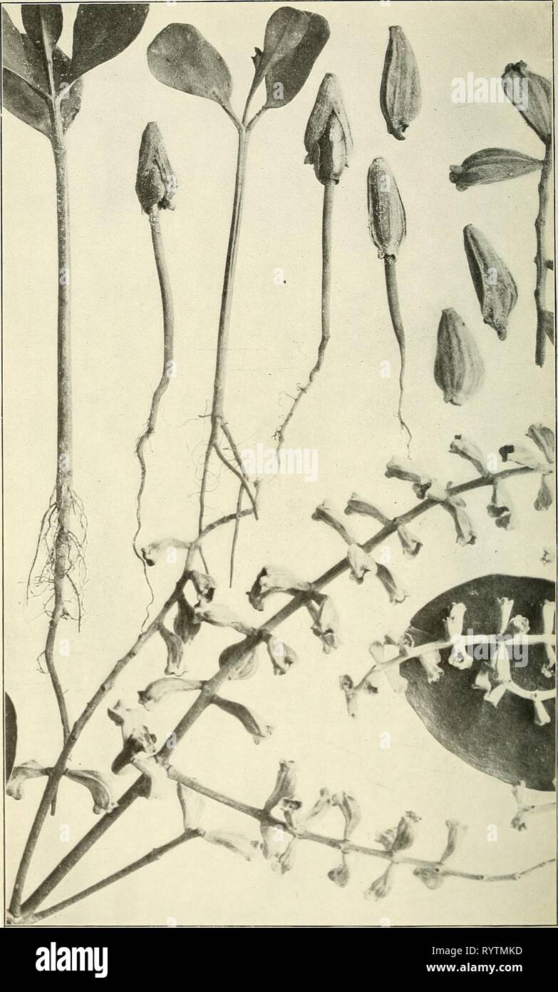 Mangle blanco hi-res stock photography and images - Alamy