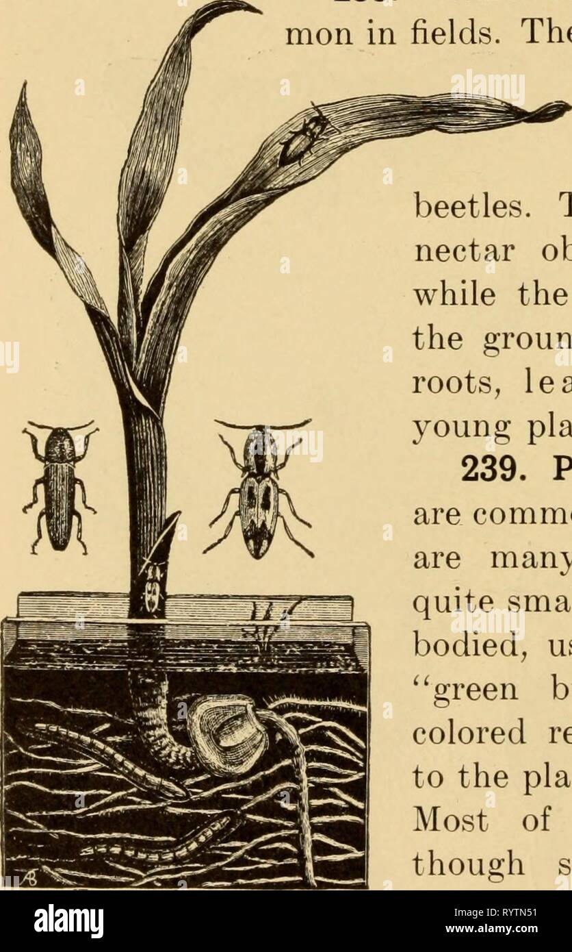 Elementary principles of agriculture; a 21214325342 o.jpg Stock Photo ...