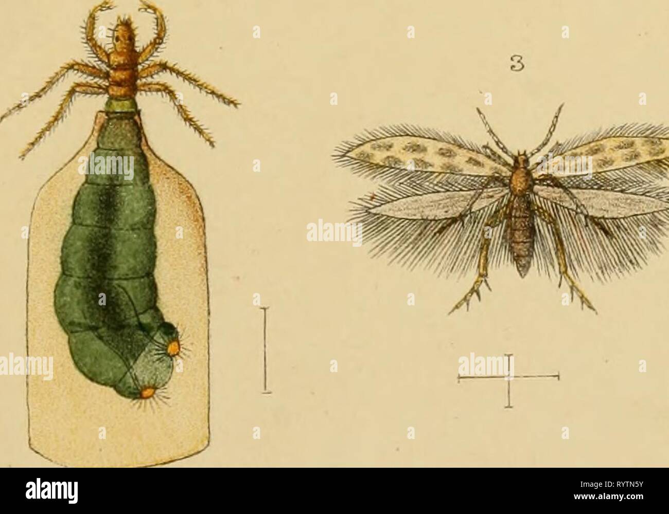 An elementary manual of New An elementary manual of New Zealand ...