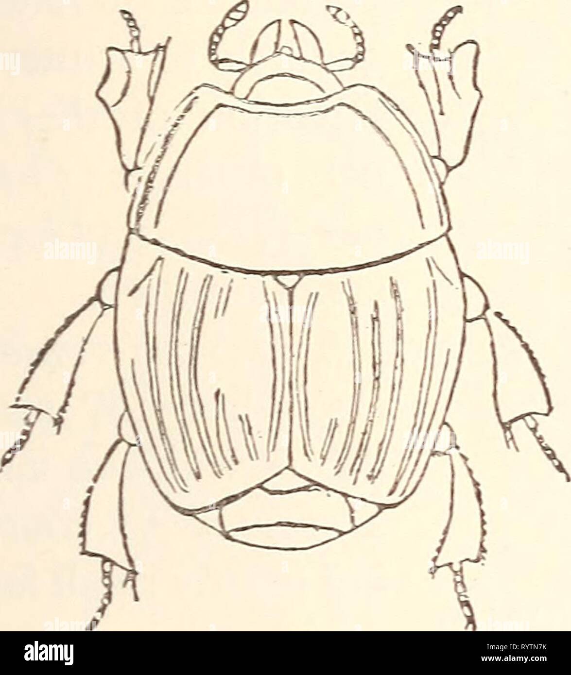 Economic entomology for the farmer Economic entomology for the farmer ...