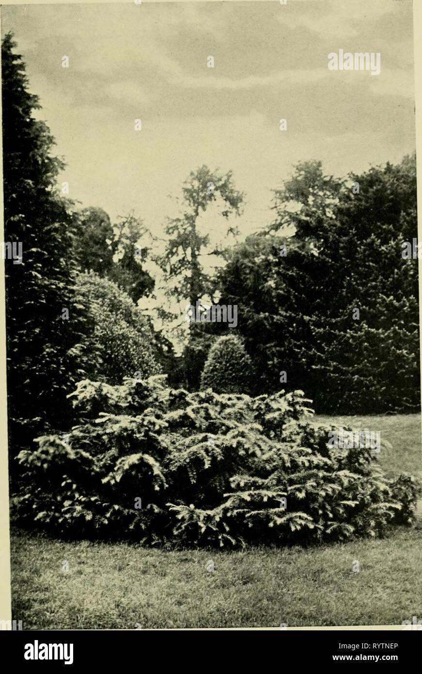 Dwarf and slow-growing conifers (1923) Dwarf and slow-growing conifers ...