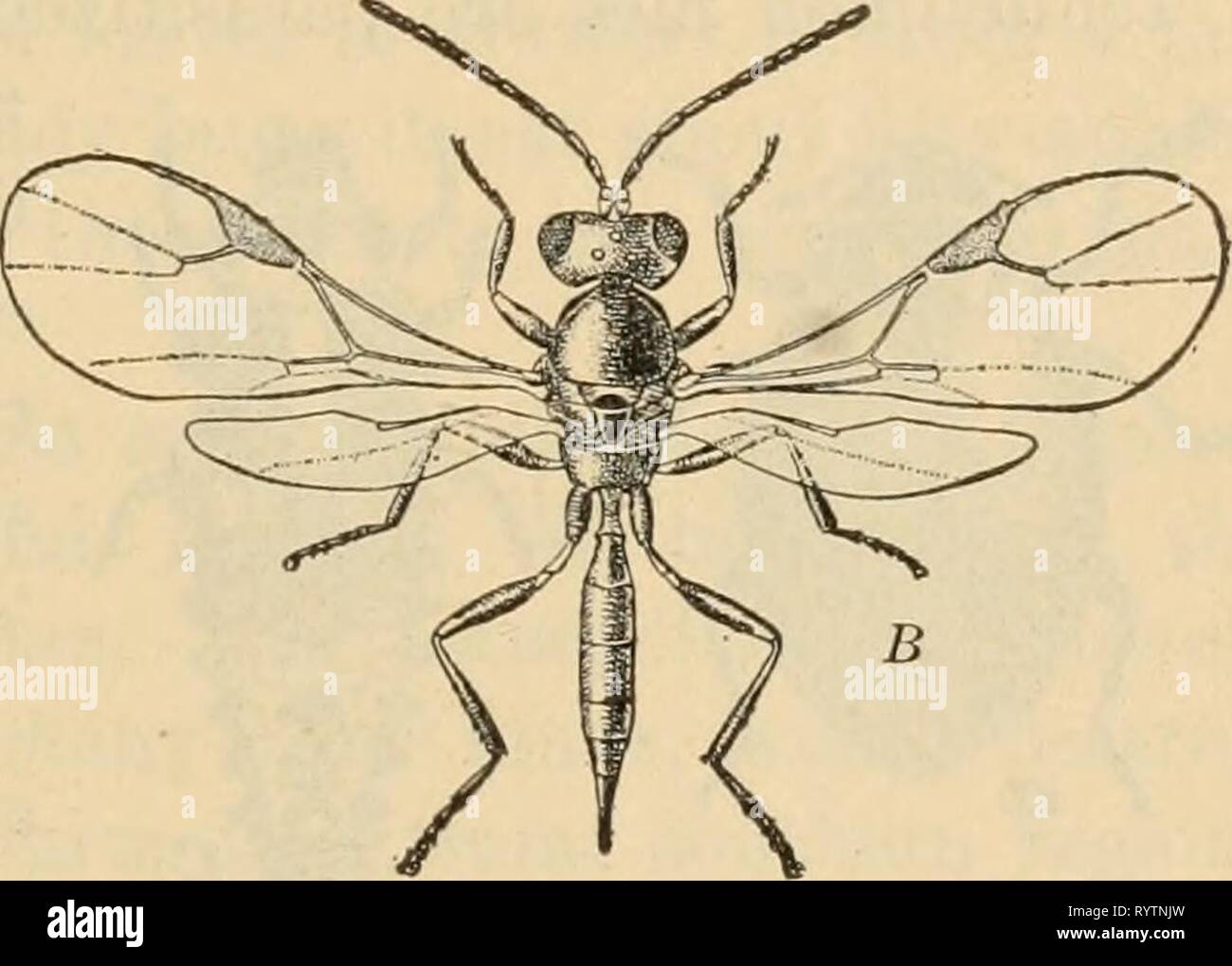 Dead chrysalis hi-res stock photography and images - Alamy