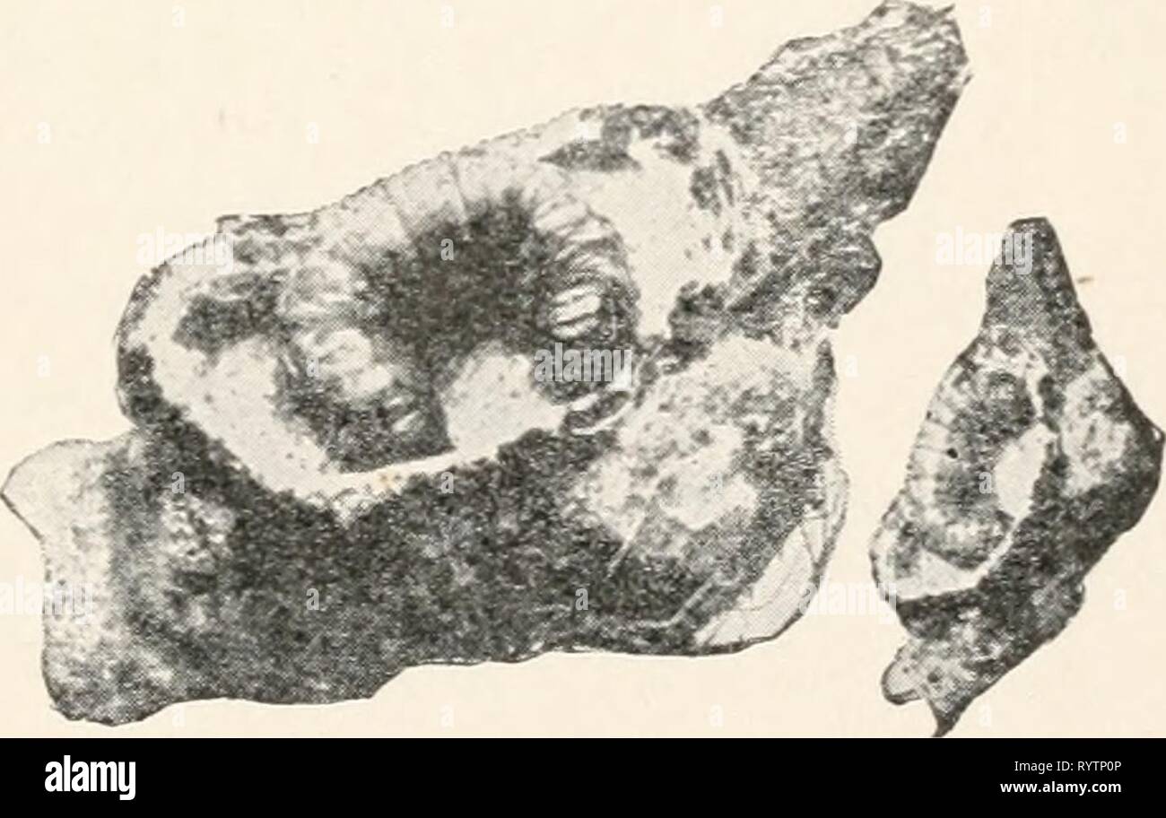 Elementary entomology ([c1912]) Elementary entomology ...