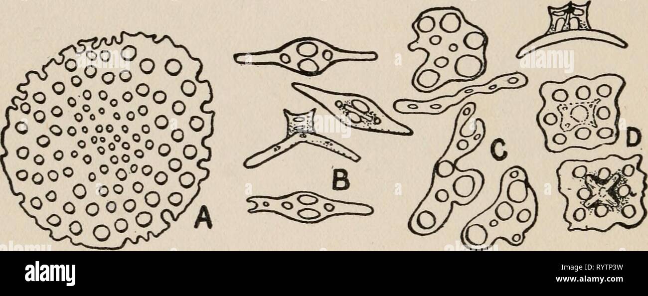 Echinoderms of Connecticut (1912) Echinoderms of Connecticut ...