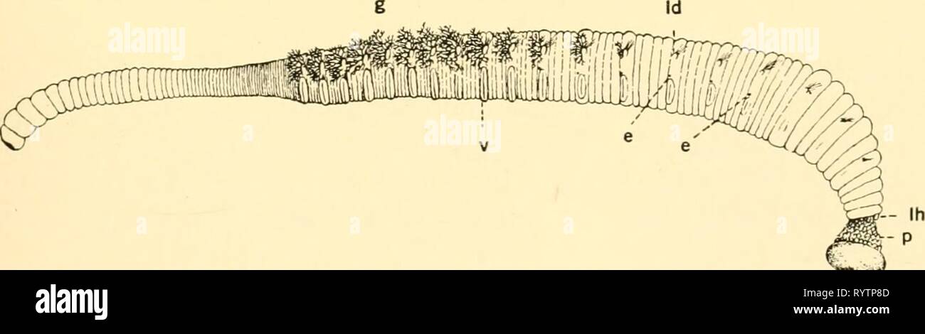 Prehensile feet hi-res stock photography and images - Alamy