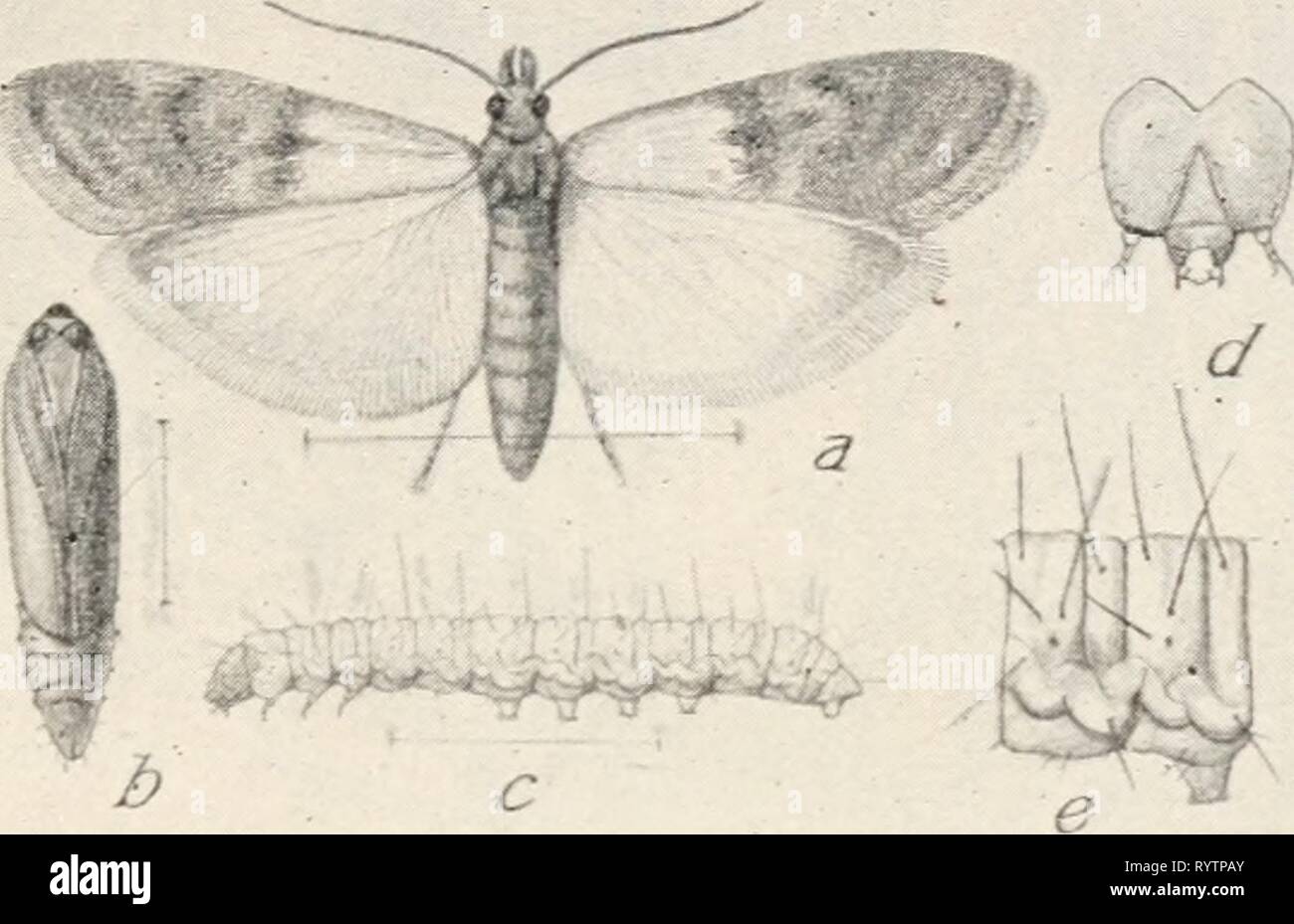 Elementary entomology ([c1912]) Elementary entomology ...