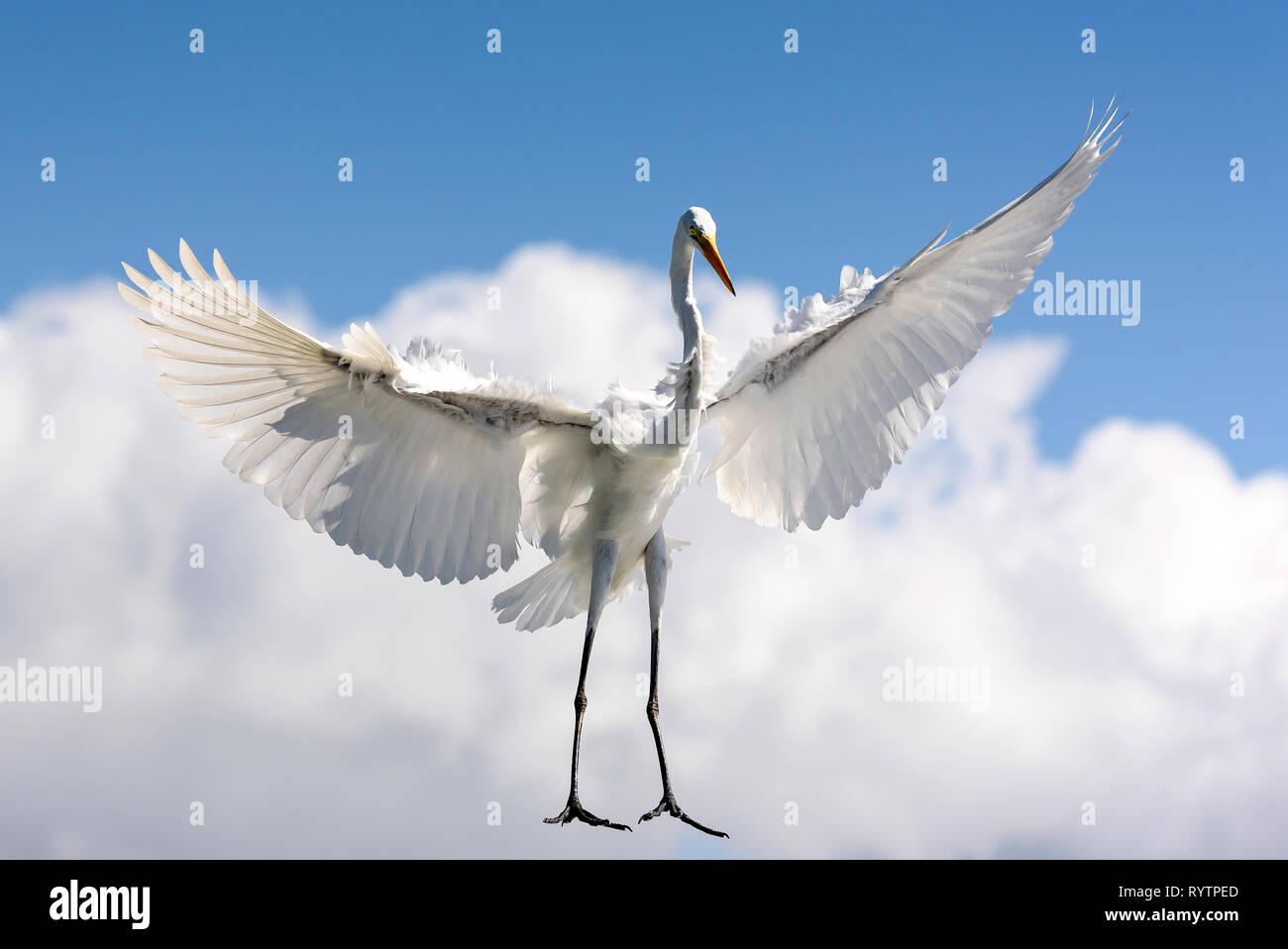 Strong wings hi-res stock photography and images - Alamy