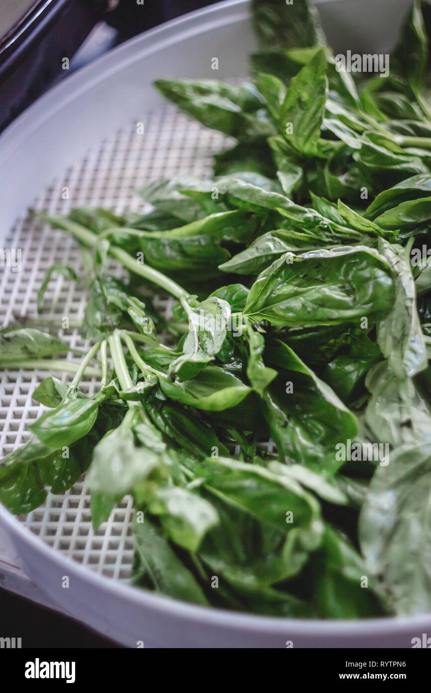 fresh green basil leaves on a grid dehydrator dryer Stock Photo - Alamy