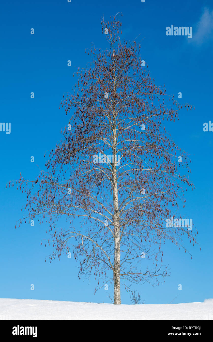 Grey alder hi-res stock photography and images - Alamy