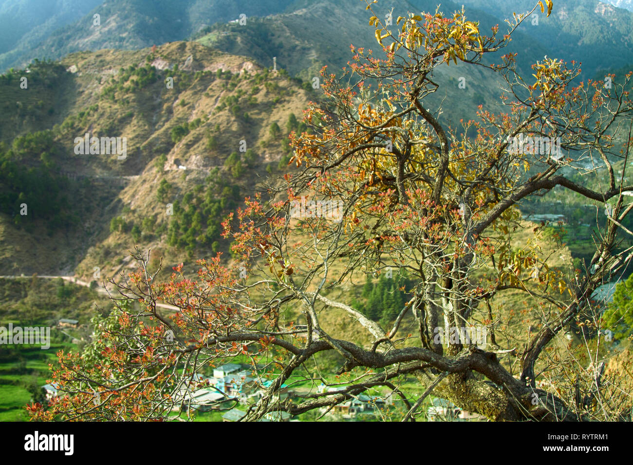 mountain forests of the Pre-Himalayas (Sivalik, Shiva Mountains). Area ...