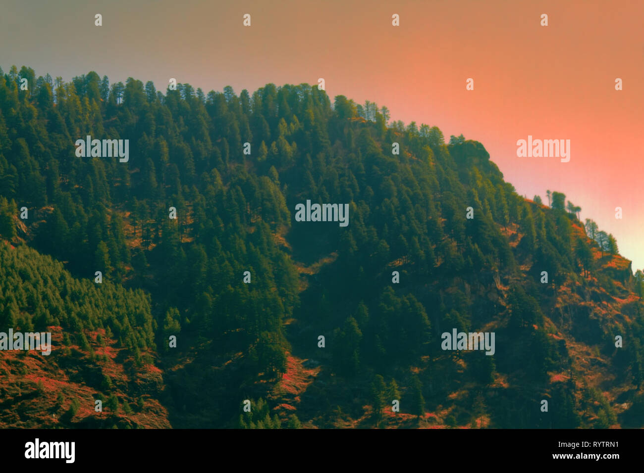 Sparse coniferous forest on the dry slope of the Pre-Himalayas. India ...