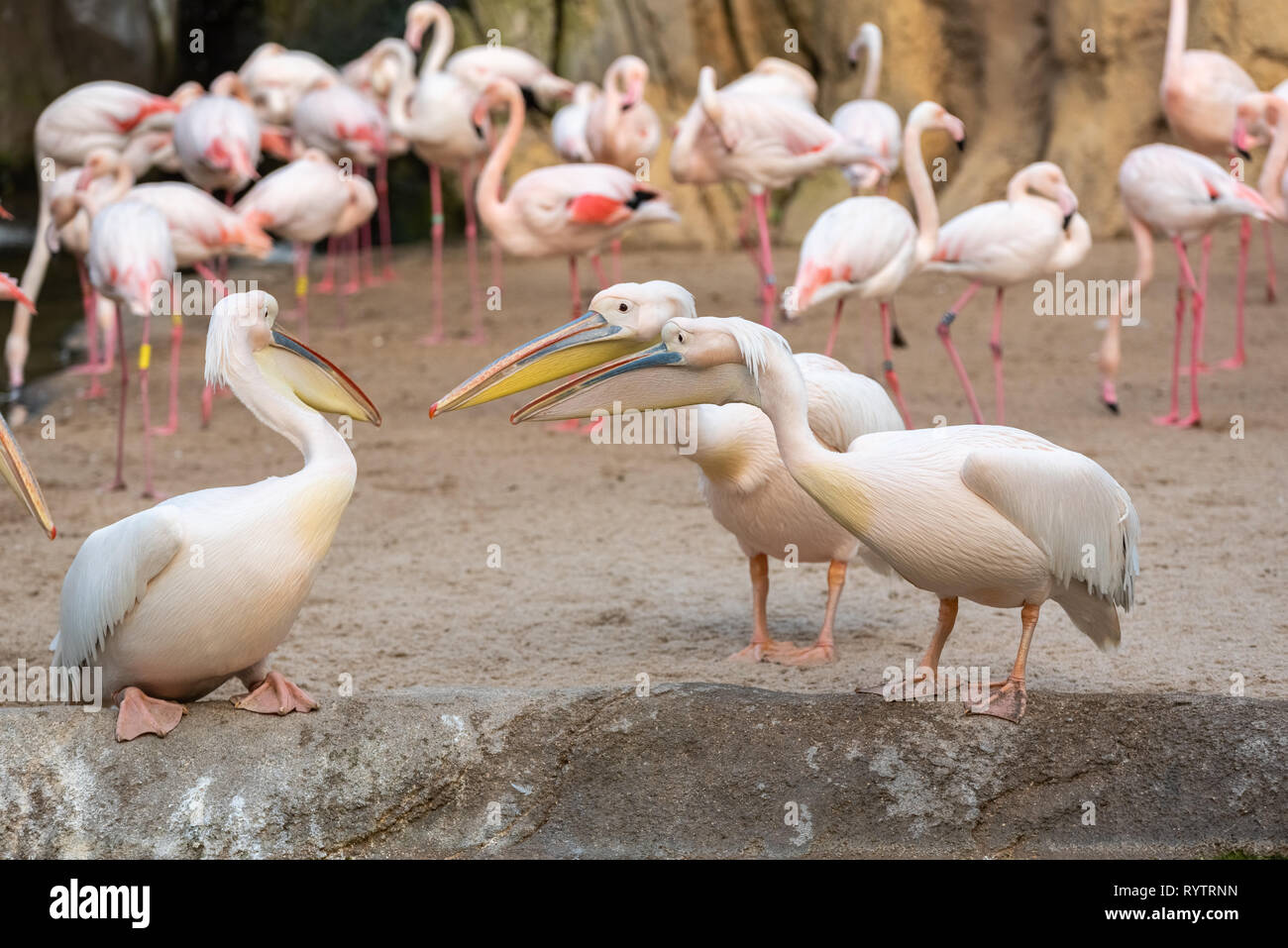 African wild animals in a zoo Stock Photo - Alamy