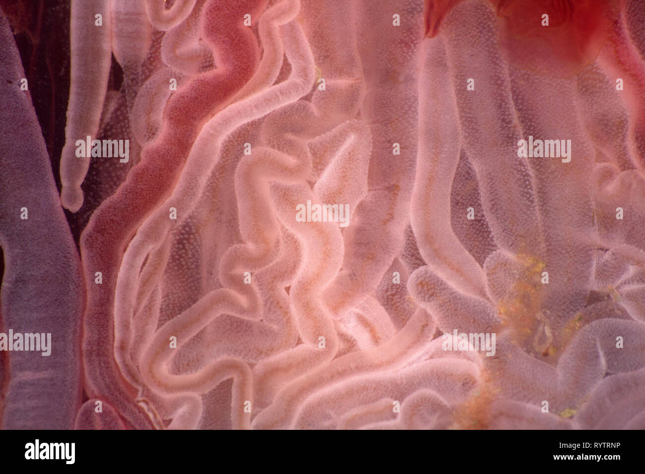 jellyfish macro structure of the outer epidermis, middle mesoglea, and ...