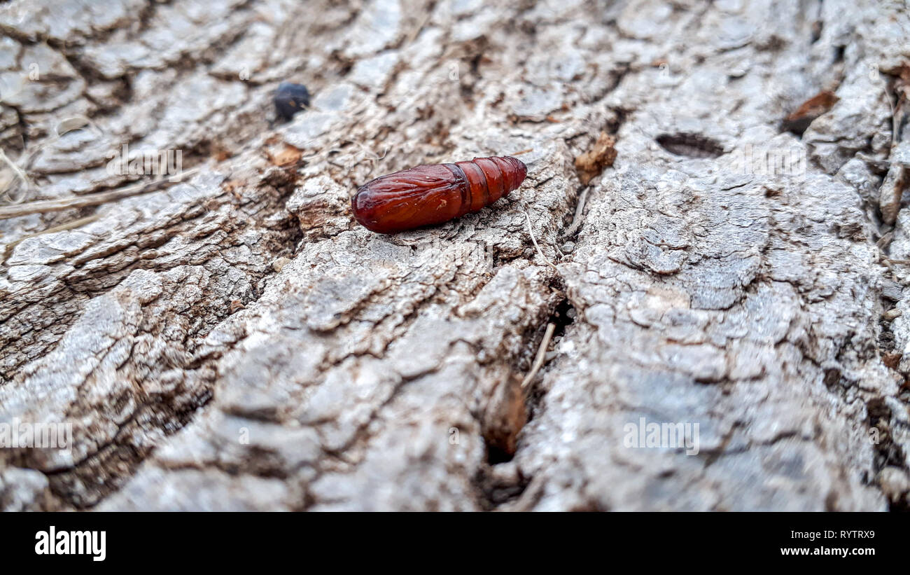 Butterfly moth pupae chrysalis hi-res stock photography and images - Alamy