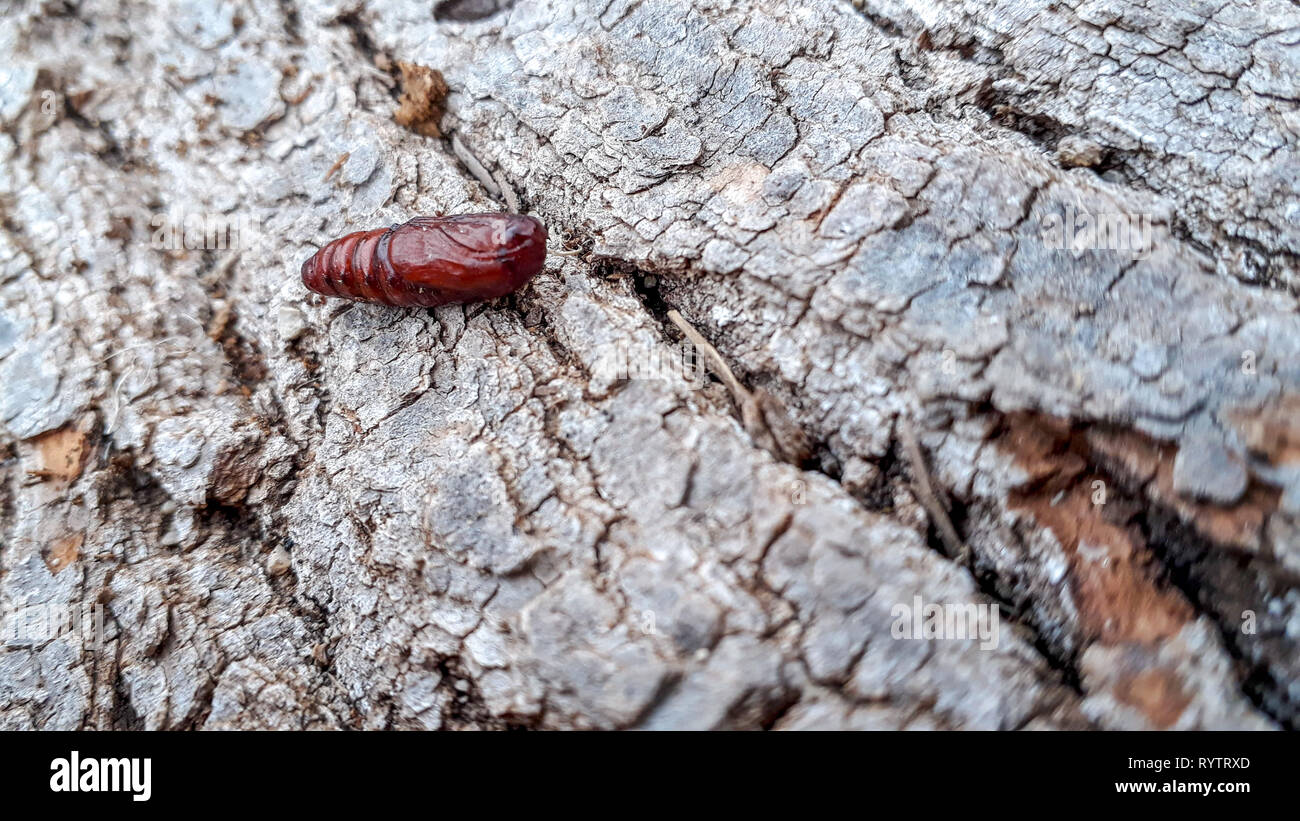 Moth pupae life cycle hi-res stock photography and images - Alamy