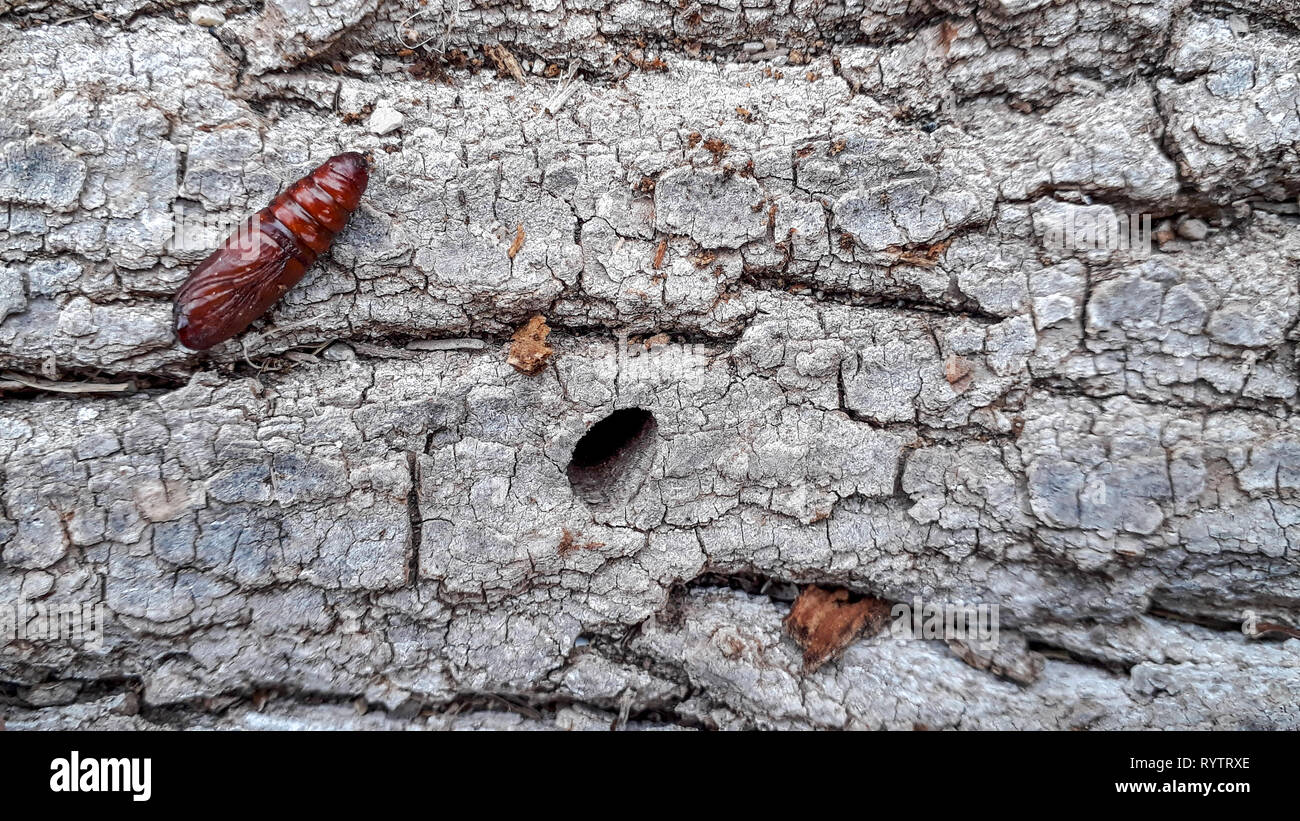 Moth Pupae Life Cycle High Resolution Stock Photography and Images - Alamy